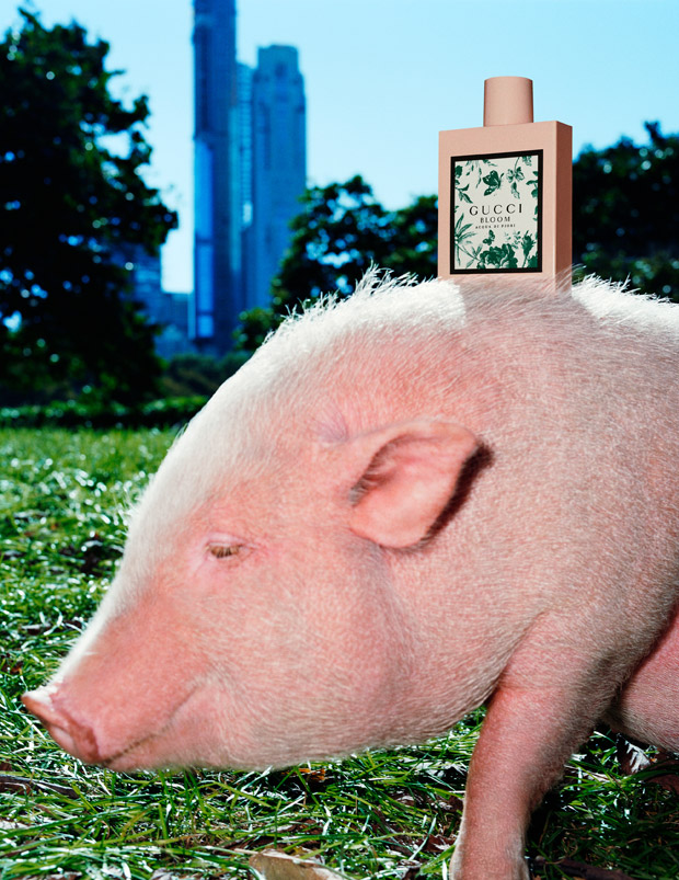 The Year of the Pig: GUCCI's Chinese New Year Capsule Collection